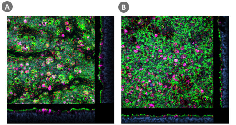 Cell Types | StainsFile